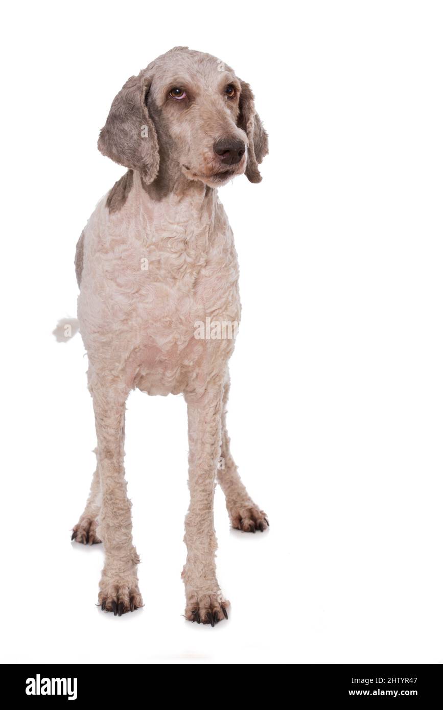 Clipped poodle isolated on white Stock Photo - Alamy