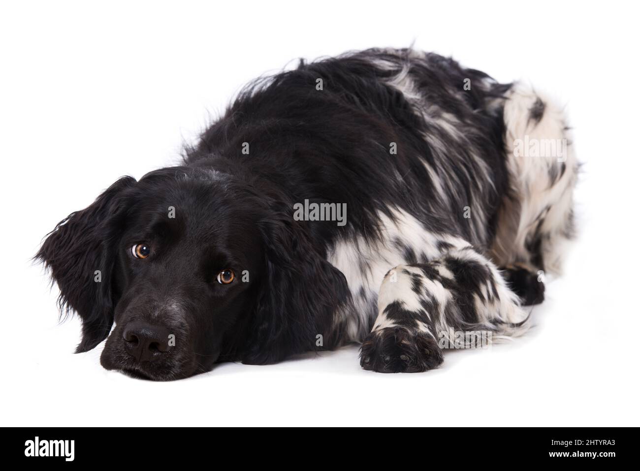Munsterlander dog lying isolated on white background Stock Photo - Alamy