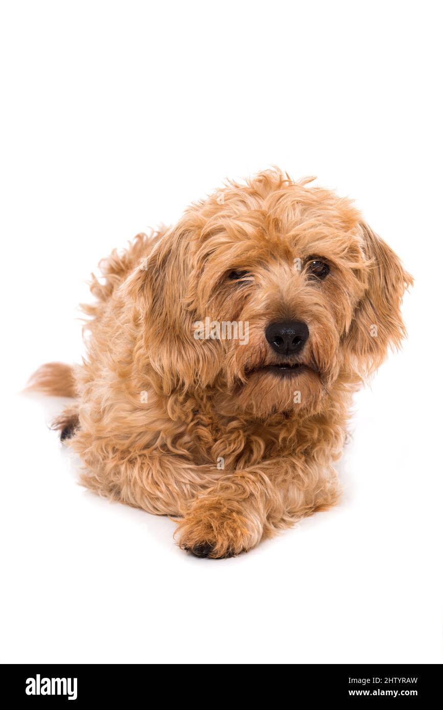 Cute mixed breed dog isolated on white Stock Photo - Alamy