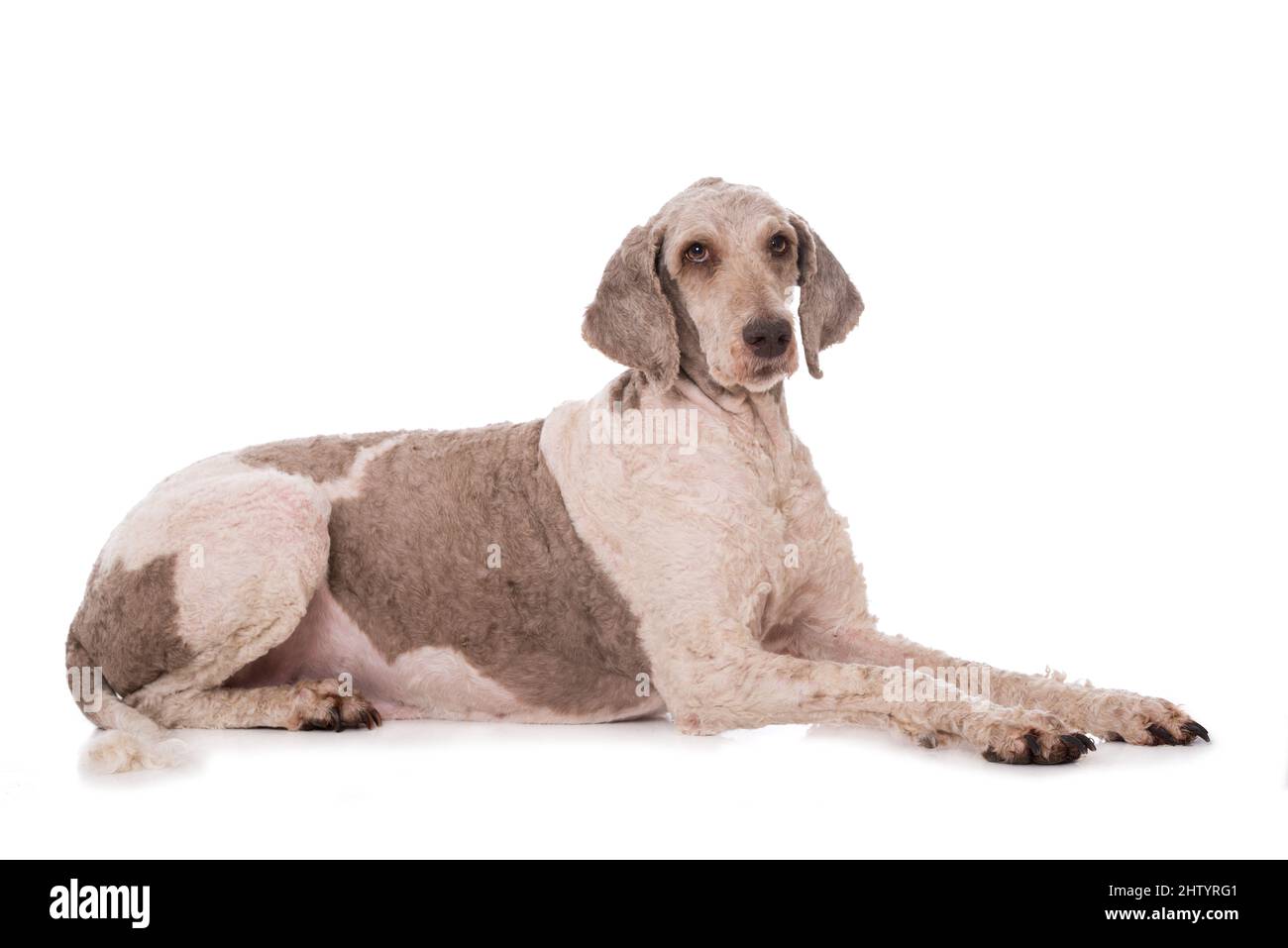 Clipped poodle isolated on white Stock Photo - Alamy