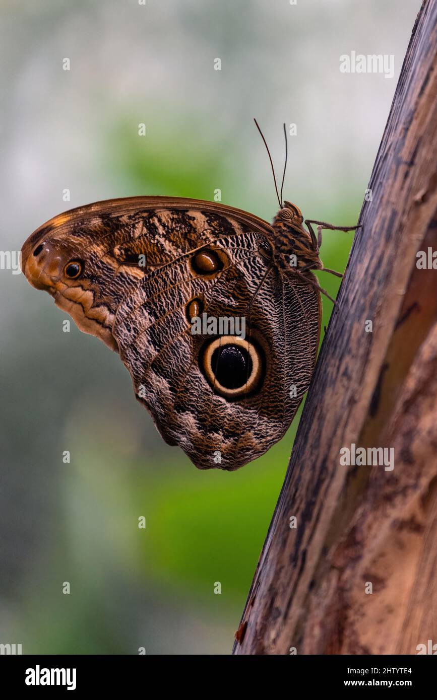A species of owl butterfly, the forest giant owl, Caligo eurilochus ...