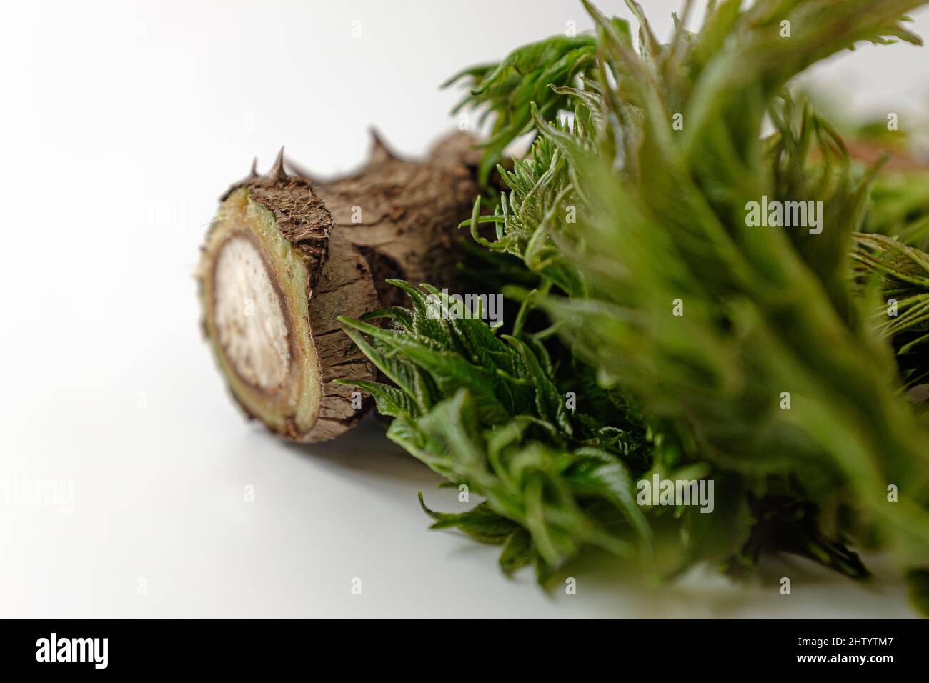 edible shoots of a fatsia on a white background Stock Photo - Alamy