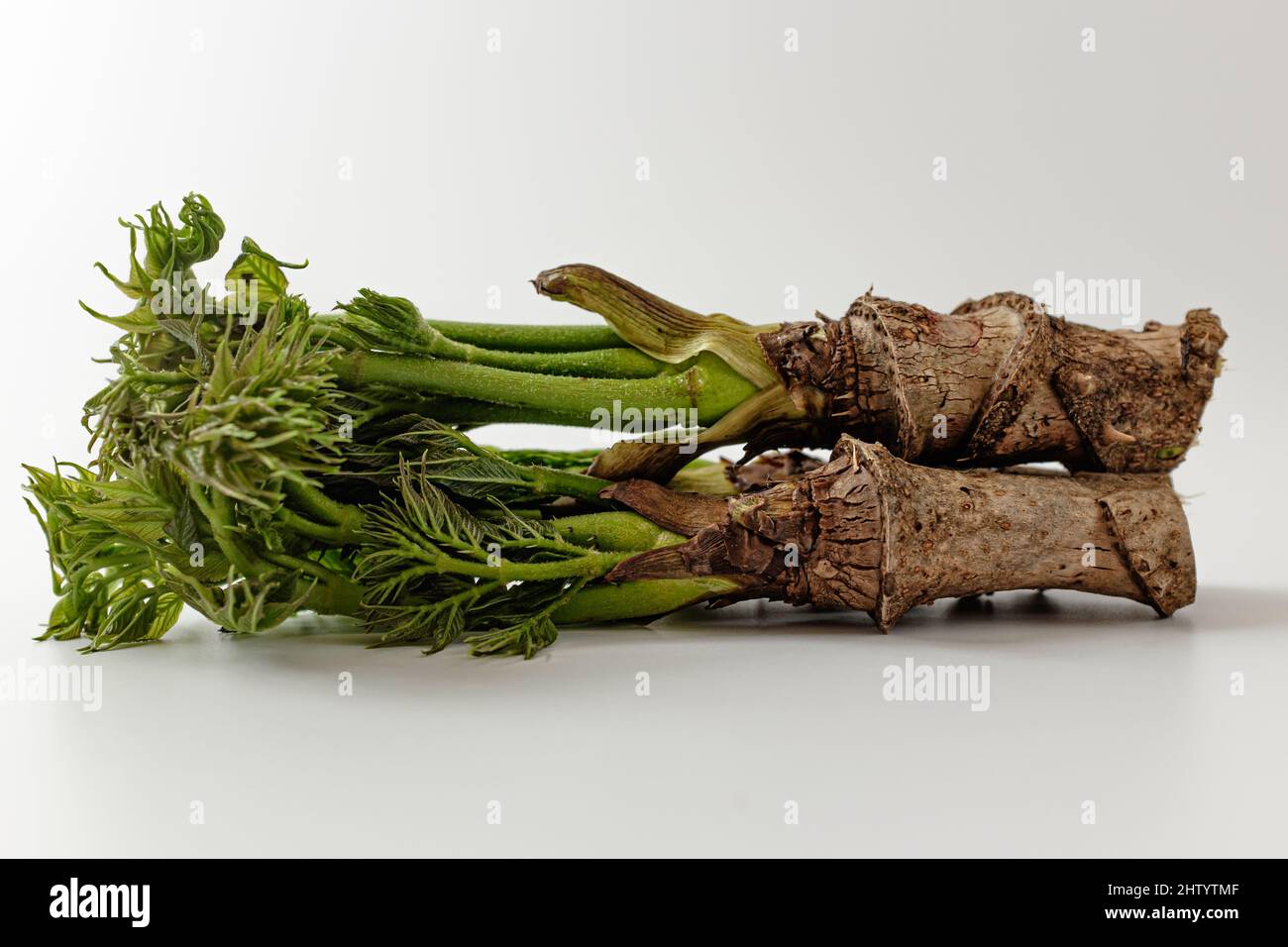 Eat a tree hi-res stock photography and images - Alamy