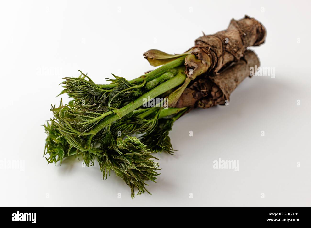edible shoots of a fatsia on a white background Stock Photo - Alamy