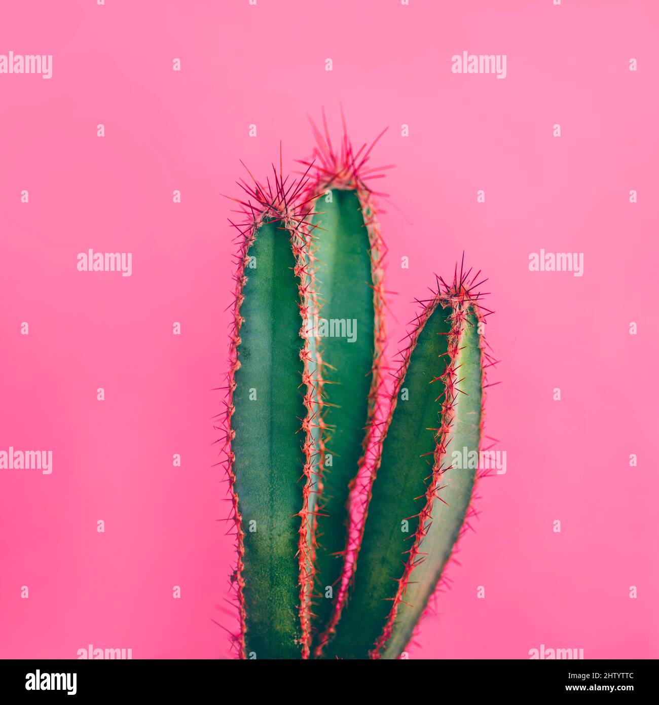 Colorful funky green cactus on pink background. Flat lay mexican desert ...