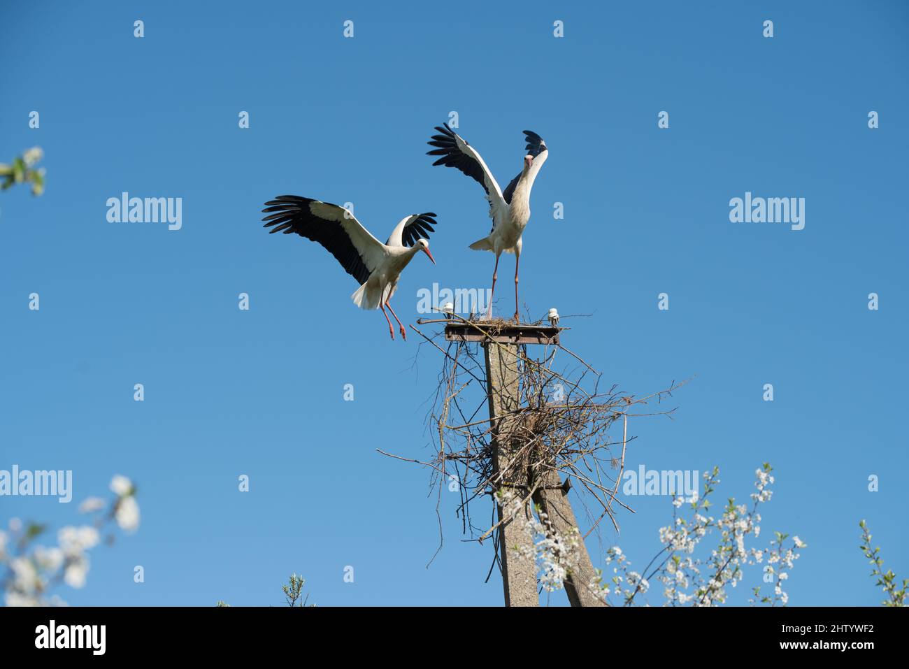 Two white storks in the nest against blue sky Stock Photo - Alamy