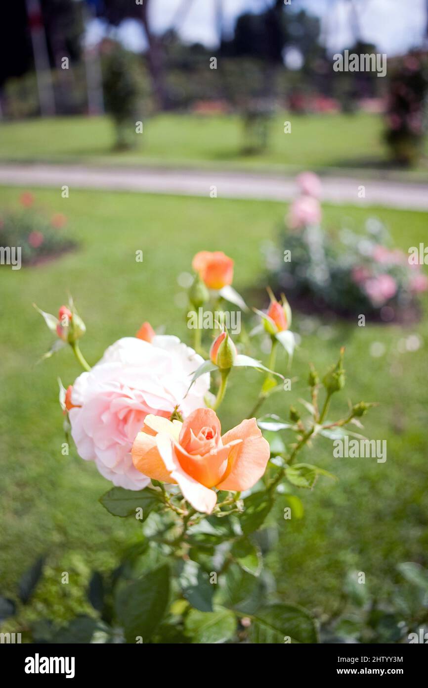Rome rose garden italy hi-res stock photography and images - Alamy