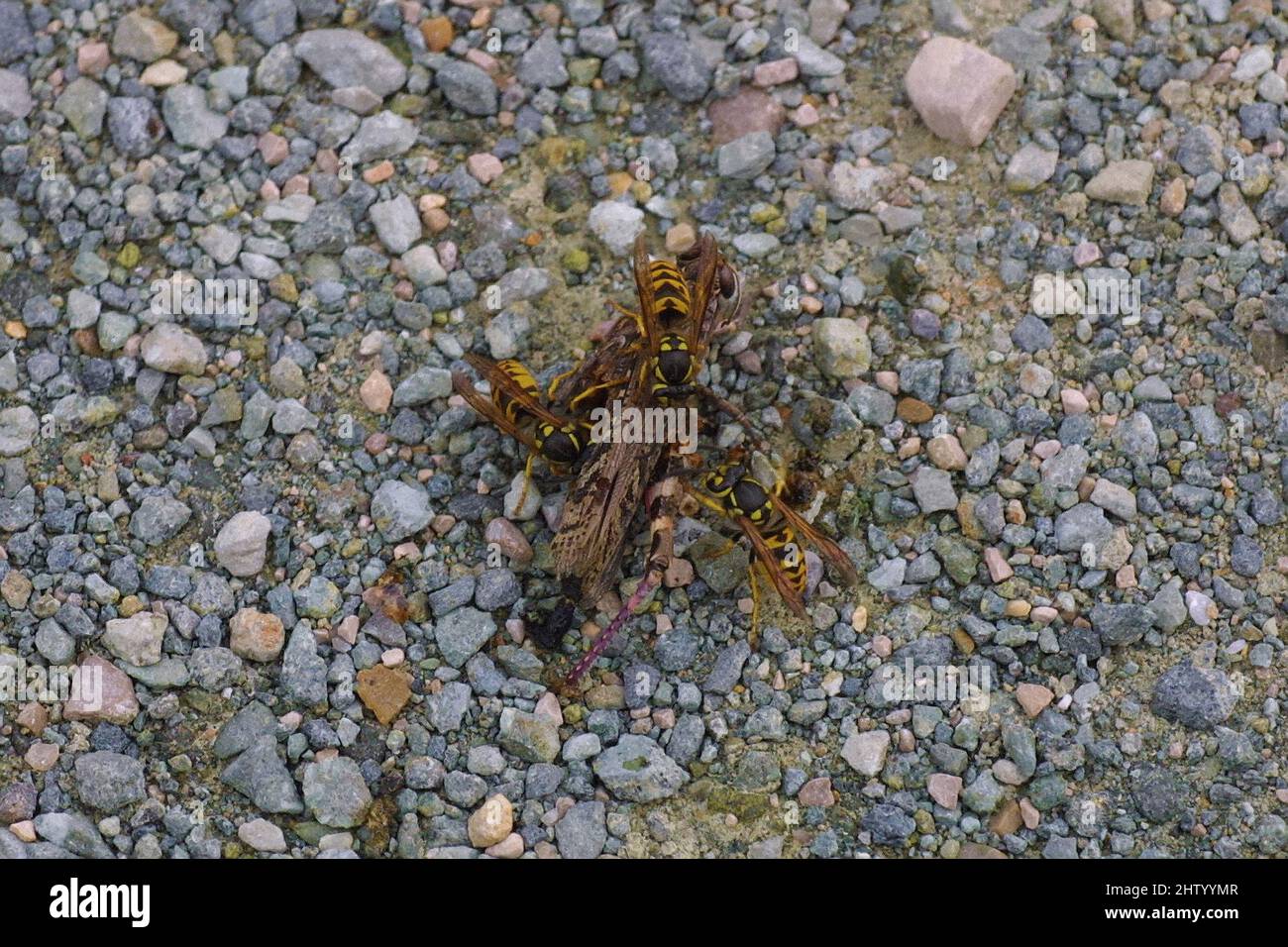 Dissecting insect hi-res stock photography and images - Alamy