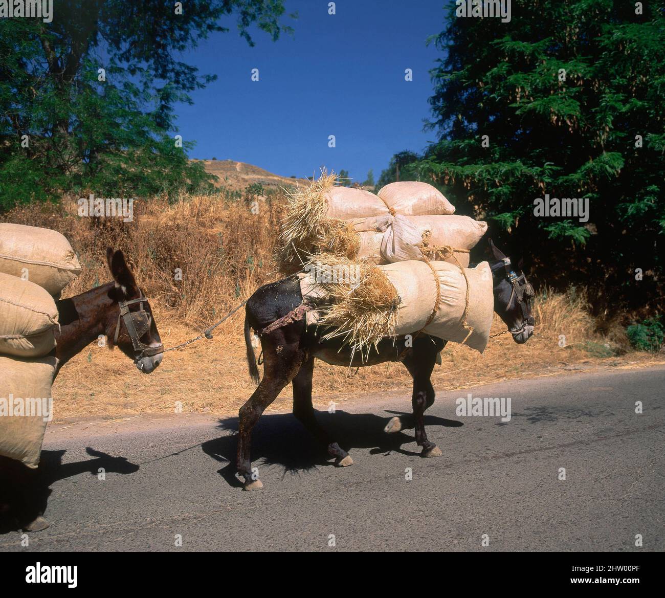 BURROS CARGADOS DE PAJA. Location: EXTERIOR. Carabana. MADRID. SPAIN ...