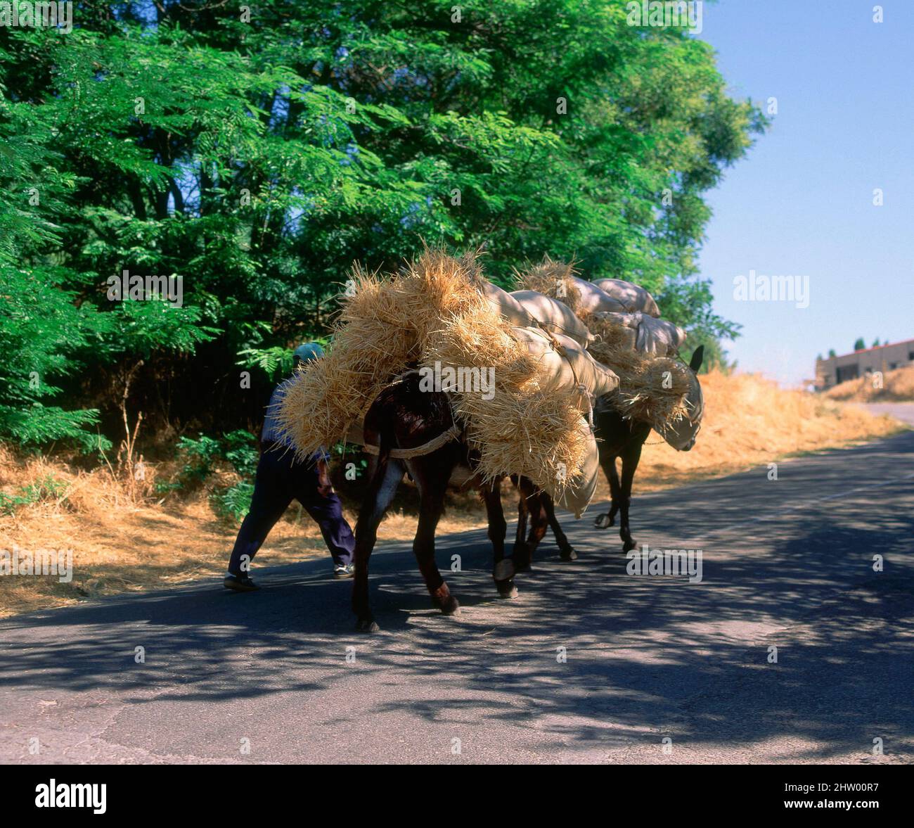 BURROS CARGADOS DE PAJA. Location: EXTERIOR. Carabana. MADRID. SPAIN ...