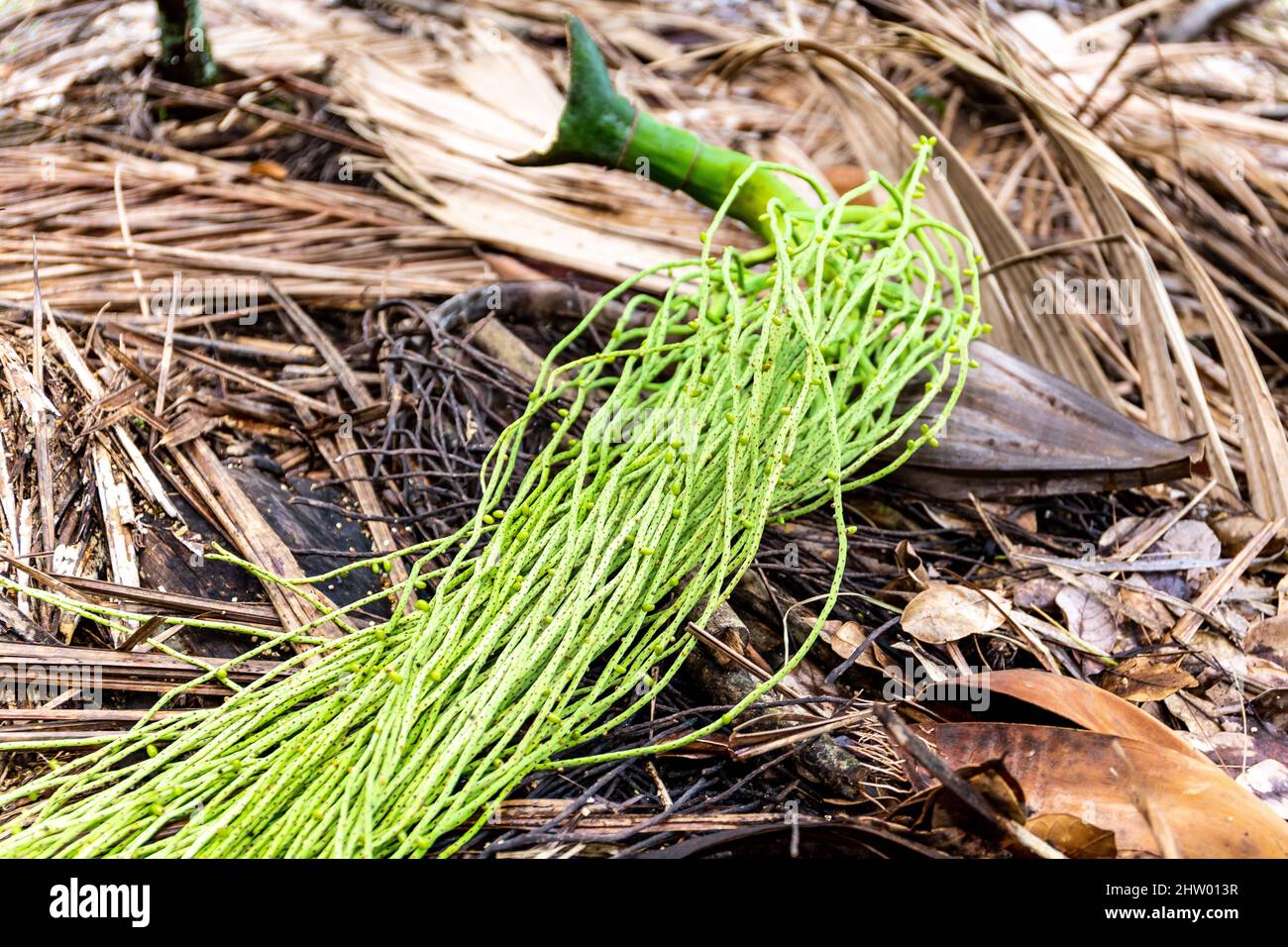 Harvested fruit of Palmiste palm (Deckenia nobilis), known as ...
