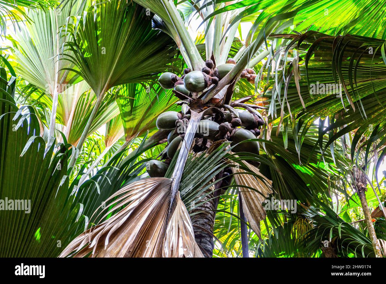 Coco de mer (Lodoicea maldivica) female fruits clusters with large palm ...