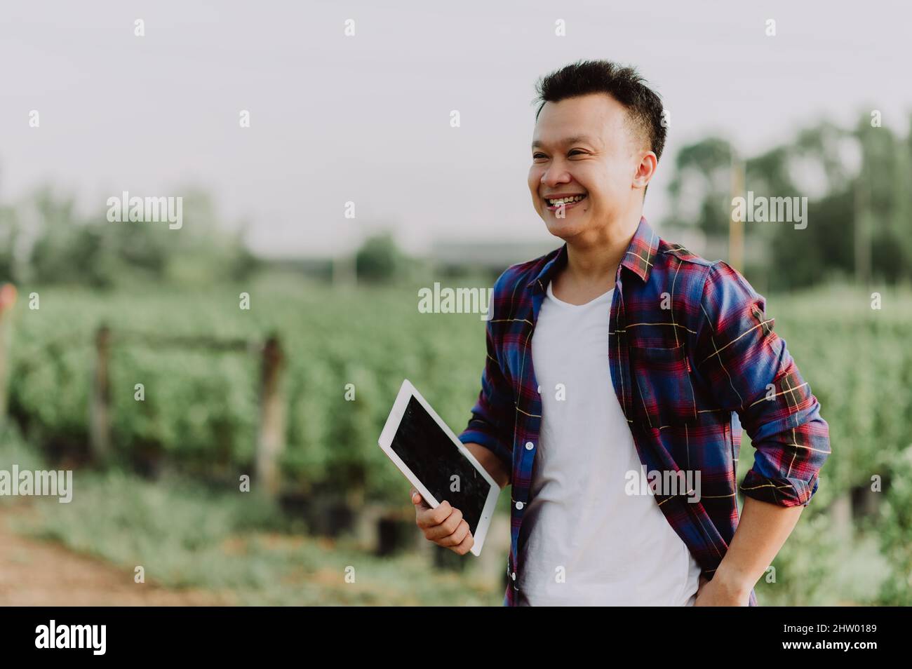 asian farmer using tablet computer in wheat crop field, concept of ...
