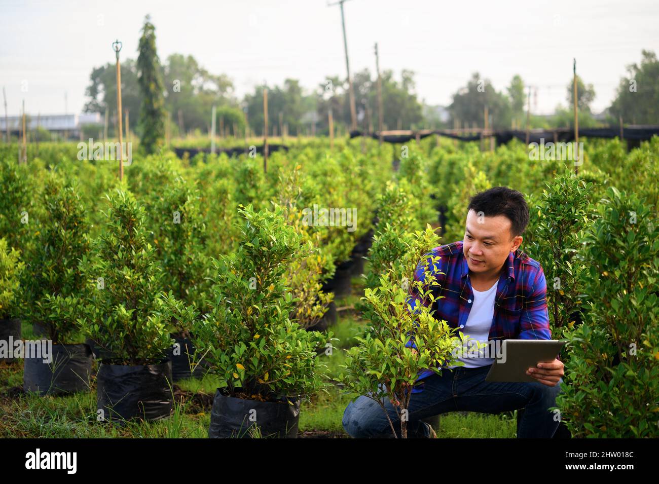 asian farmer using tablet computer in wheat crop field, concept of ...