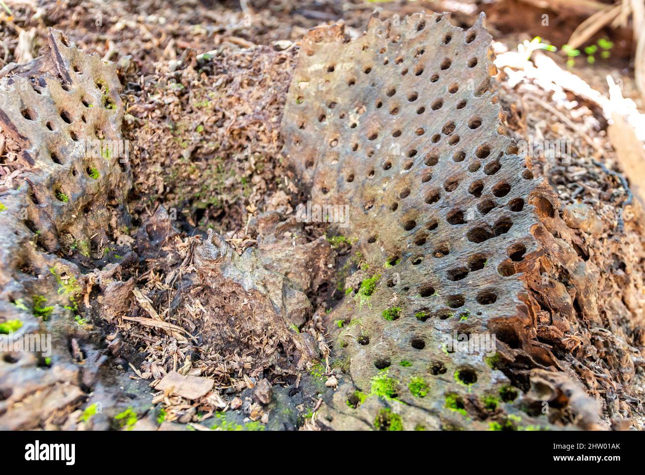 Fossil tree trunk of ancient Coco de mer (Lodoicea maldivica) palm in ...