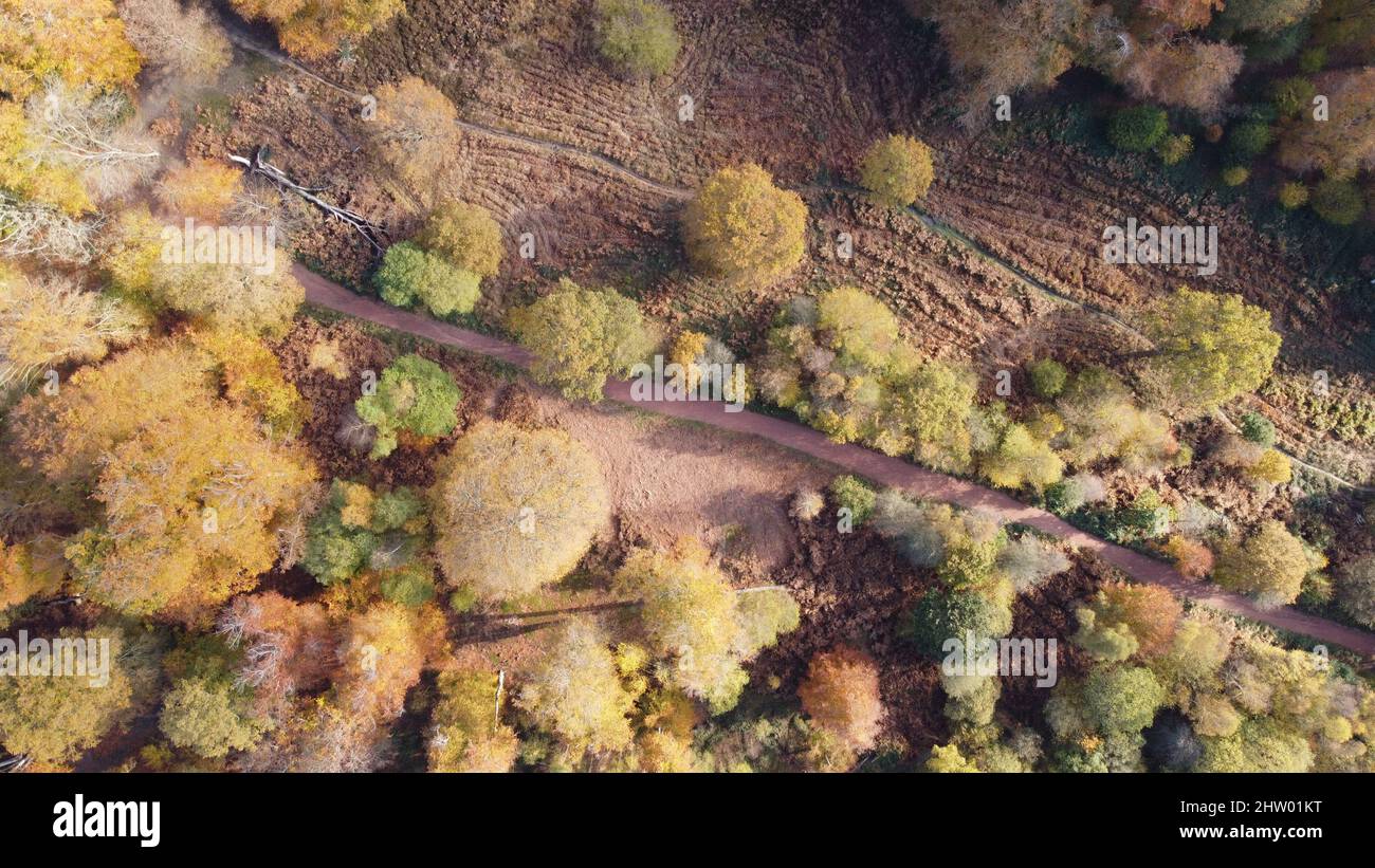 Epping forest England UK in Autumn vibrant tree colours sunny day ...
