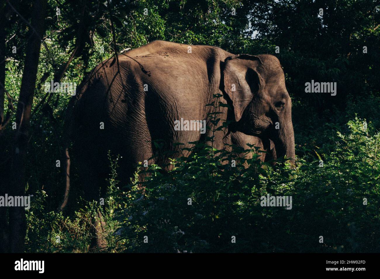 Elephant in a dense forest with green plants Stock Photo - Alamy