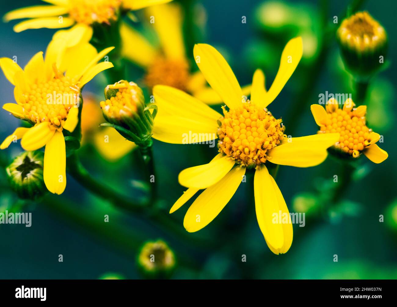 Closeup of yellow senecio flowers in the garden Stock Photo - Alamy