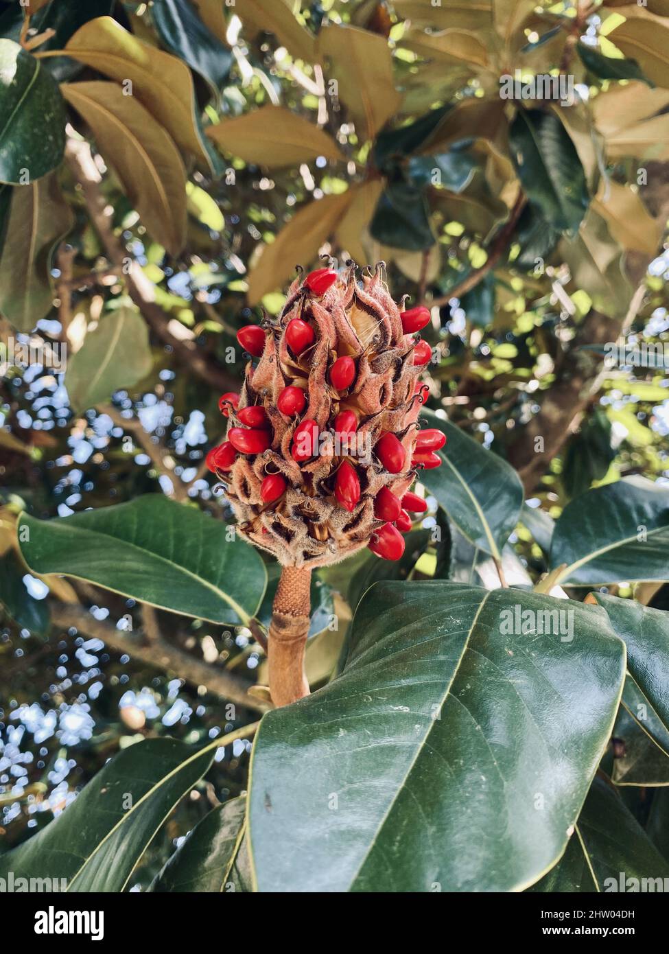 Vertical shot of red seed pods growing on the tree Stock Photo - Alamy