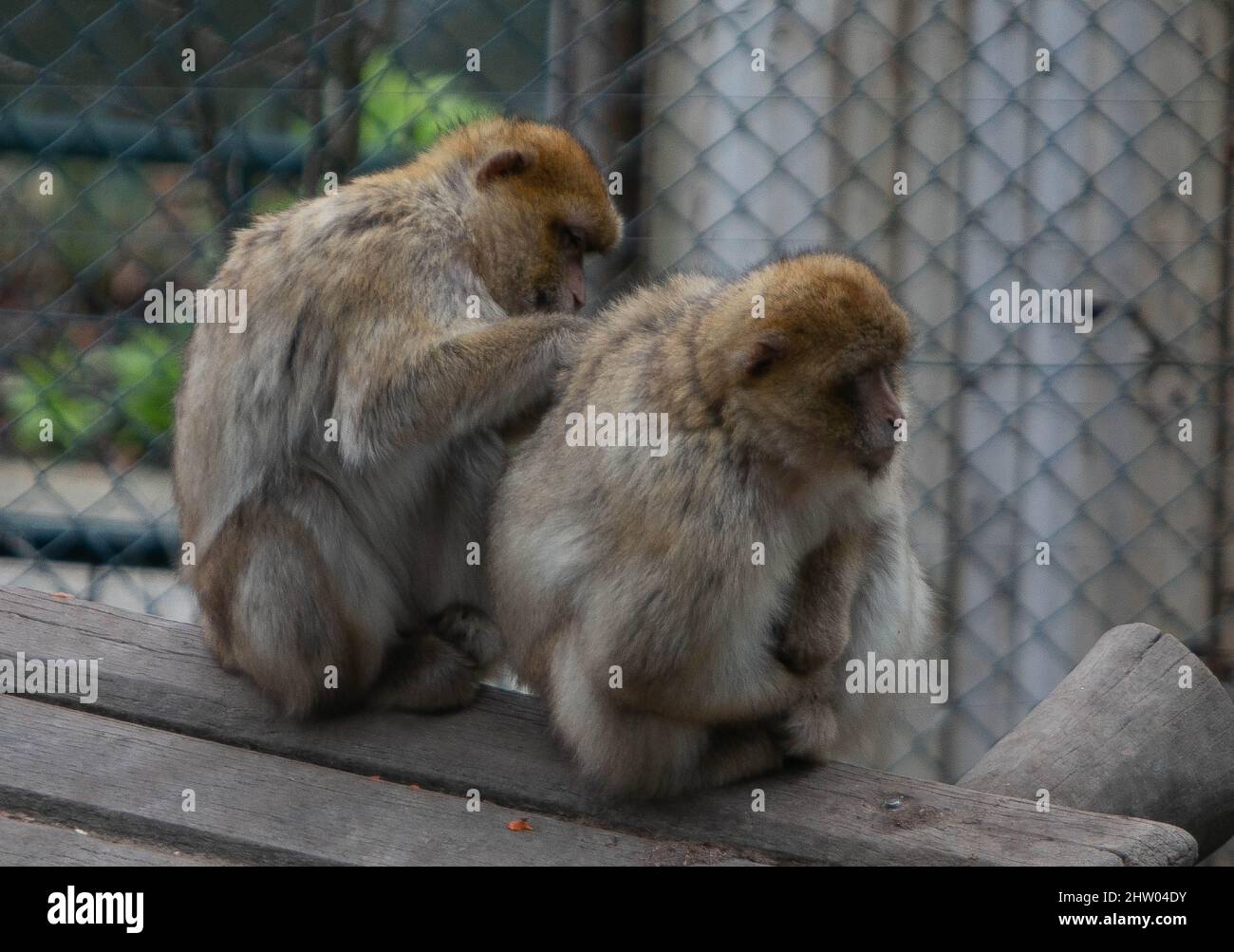 The Magots 01 March 2022 Zoo Beauval - Photo Laurent Lairys ...