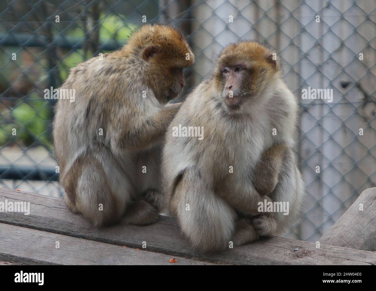 The Magots 01 March 2022 Zoo Beauval - Photo Laurent Lairys ...