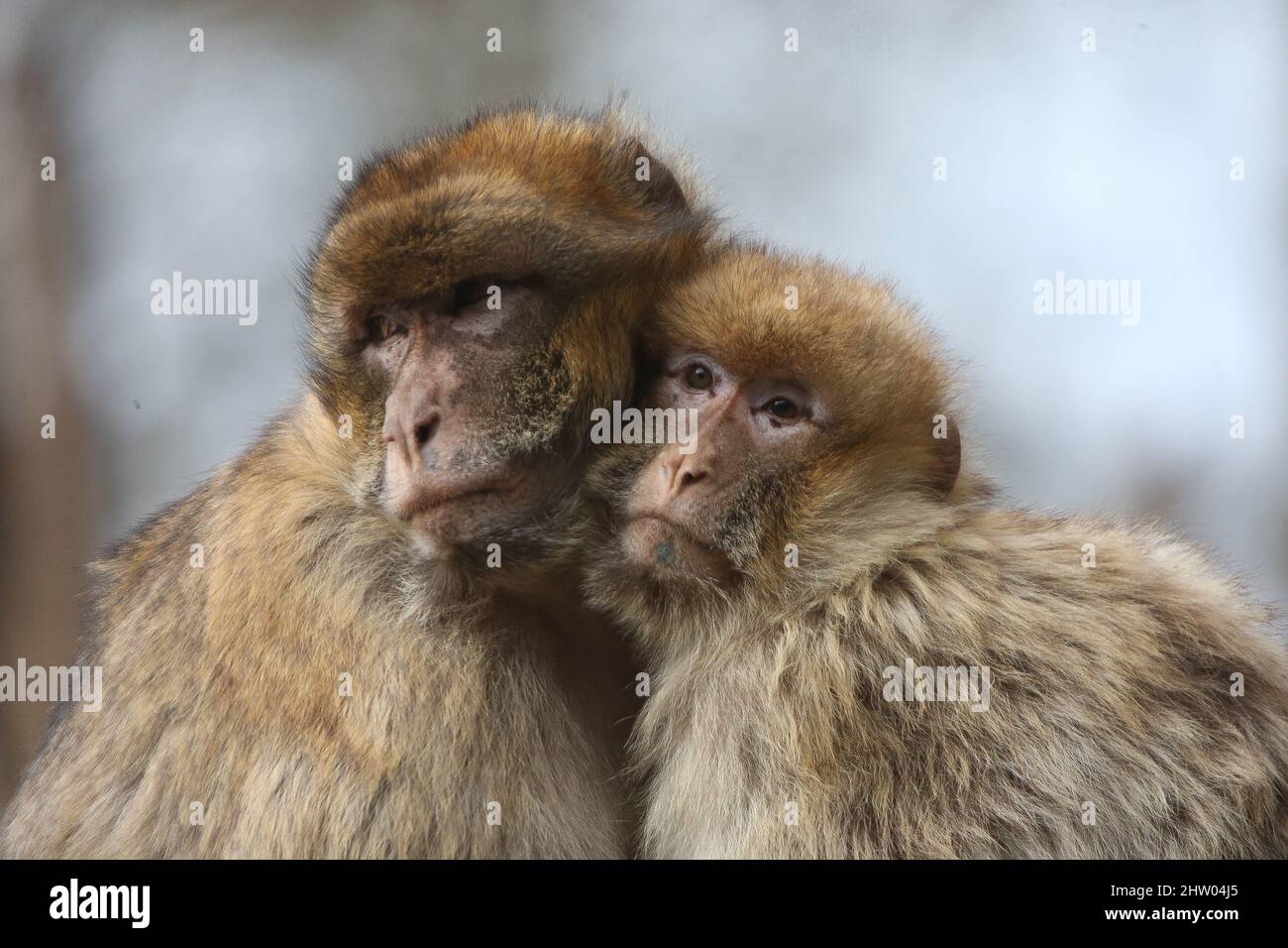 Animal animaux magots hi-res stock photography and images - Alamy