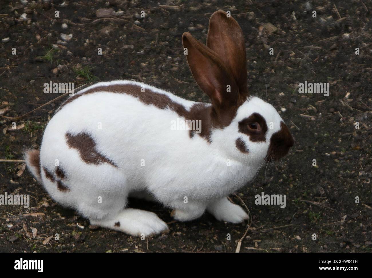 Lapin géant hi-res stock photography and images - Alamy