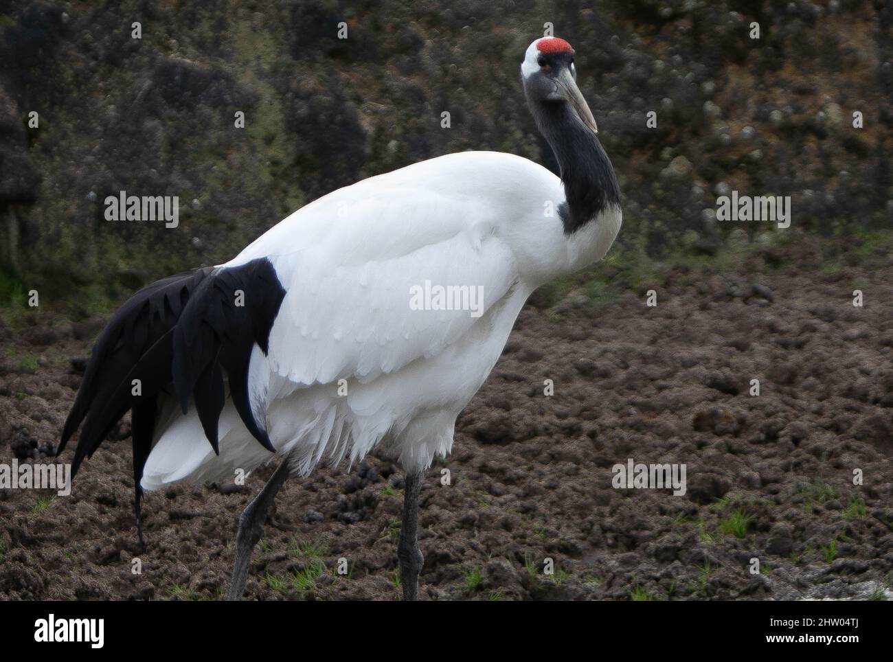 The Grue 01 March 2022 Zoo Beauval - Photo Laurent Lairys / ABACAPRESS ...