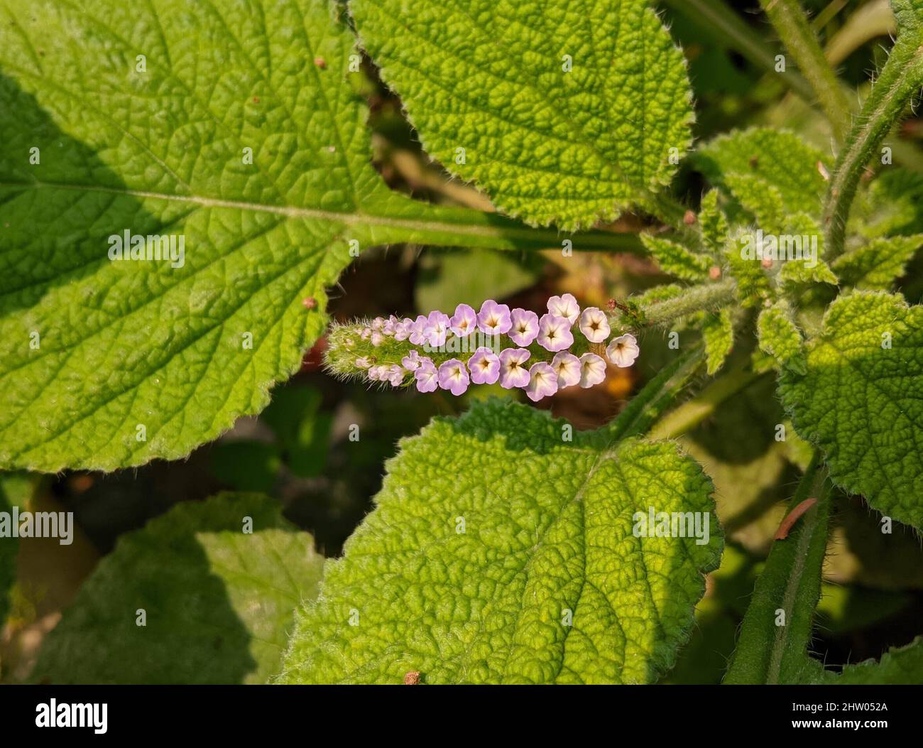 Heliotropium indicum hi-res stock photography and images - Alamy