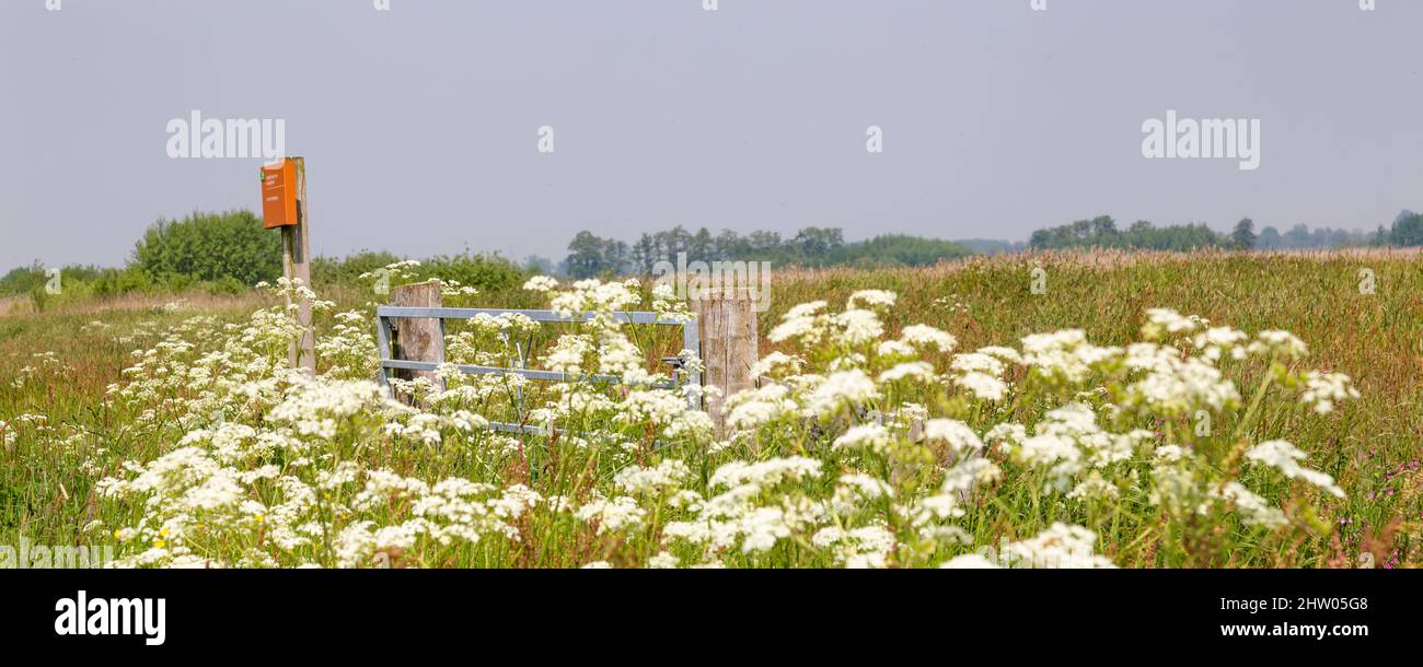 Landscape nature reserve De Onlanden with pond and wild blooming ...