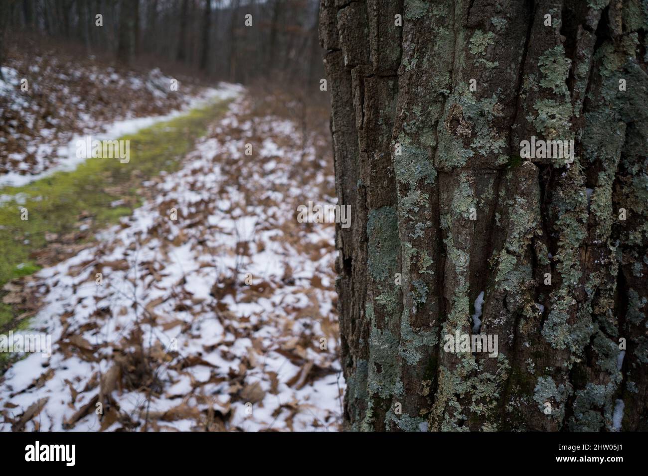 Tree trunks and snowy hiking trail Stock Photo - Alamy