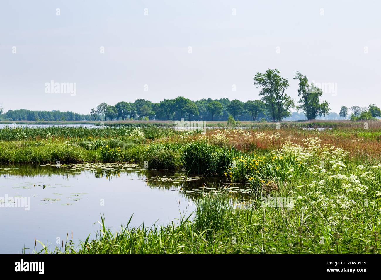 Landscape nature reserve De Onlanden with pond and wild blooming ...