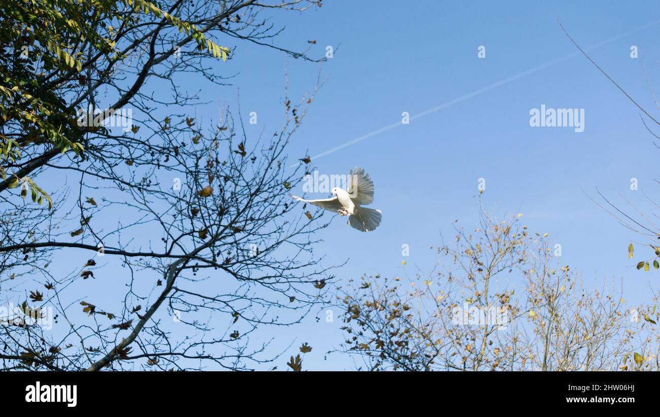 Funeral Doves Of Peace