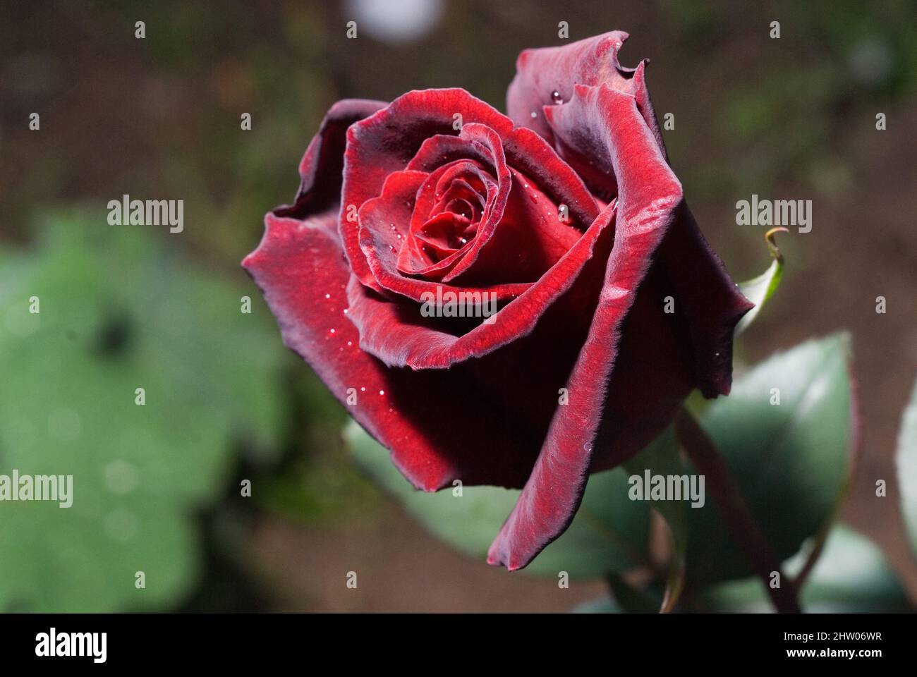 Photo of a rose as a symbol of love and affection Stock Photo - Alamy