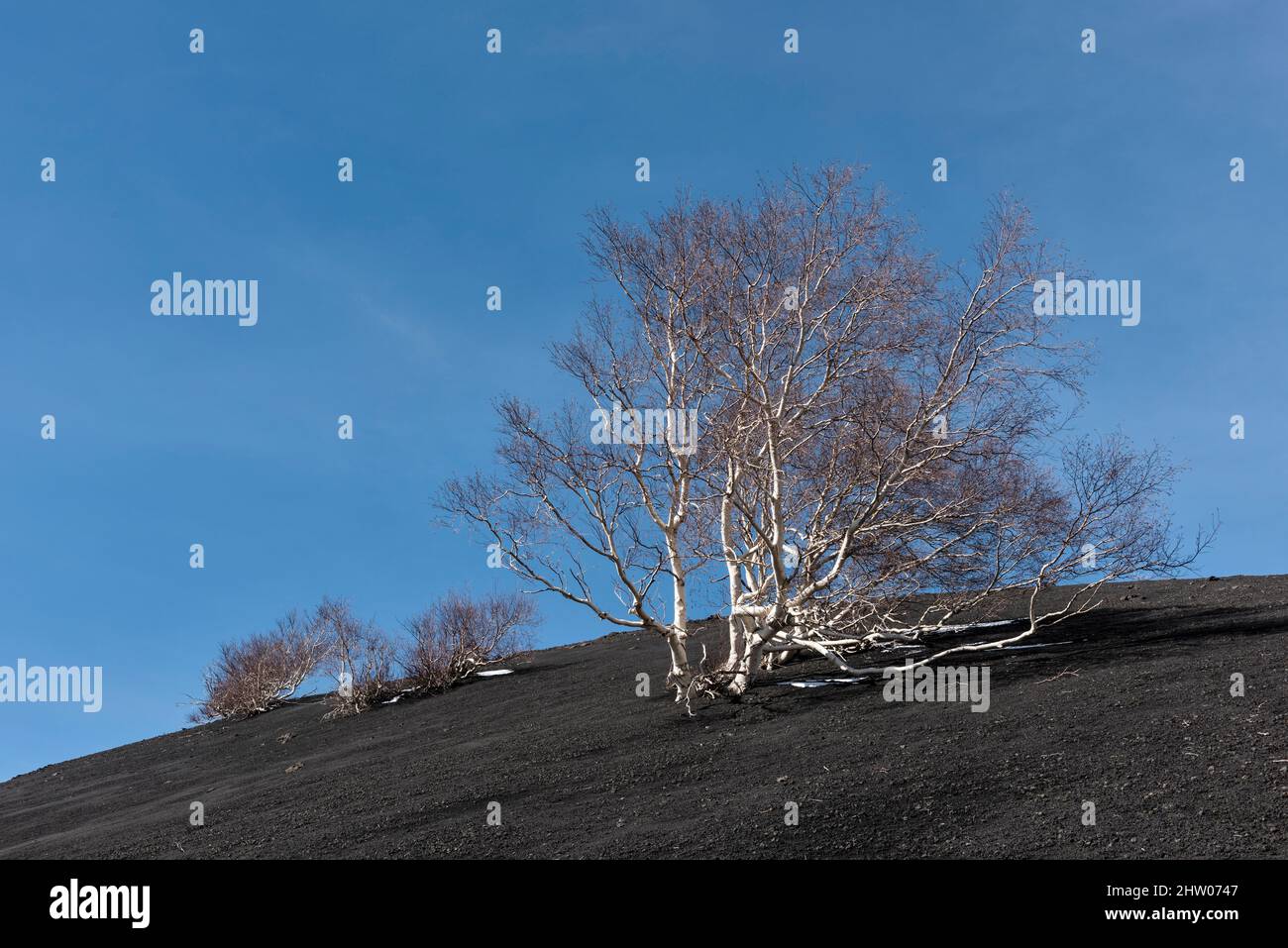 Stunted silver birch trees growing high on the black volcanic ash ...