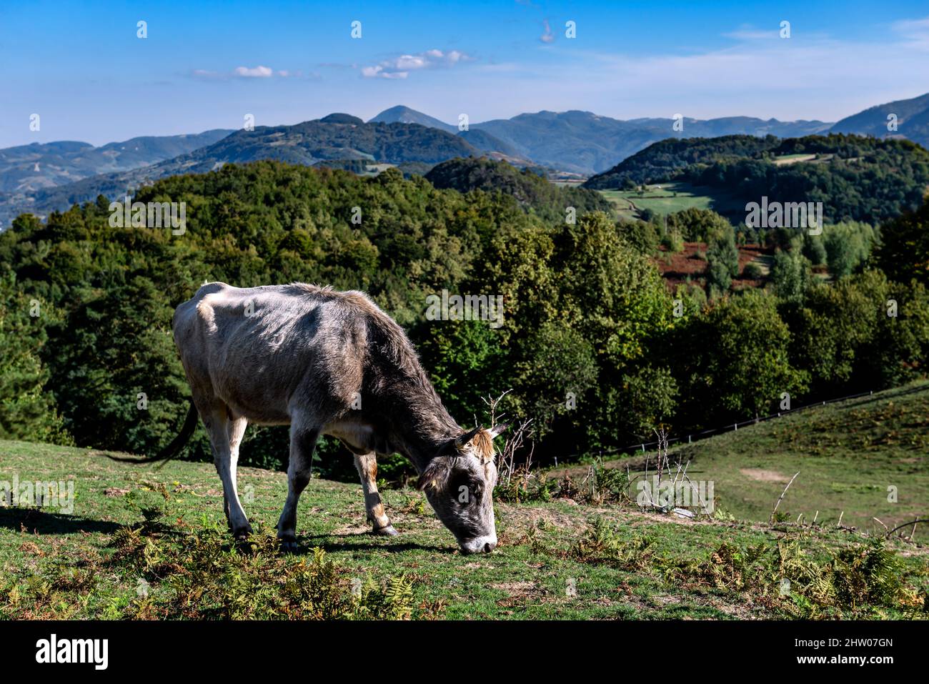 Cow on a mountain meadow with blue sky. Indigenous Balkan cattle, Busha ...