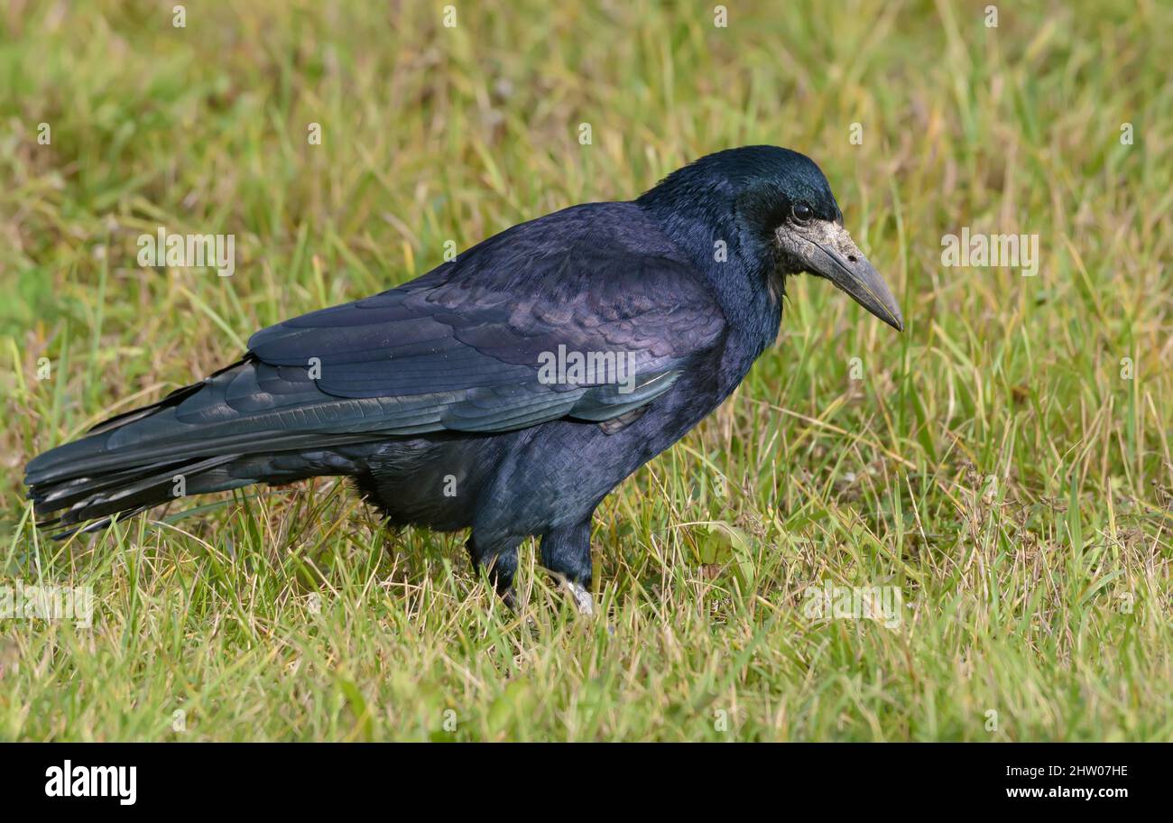 Shiny and glossy Rook (corvus frugilegus) walks and search food on the ...