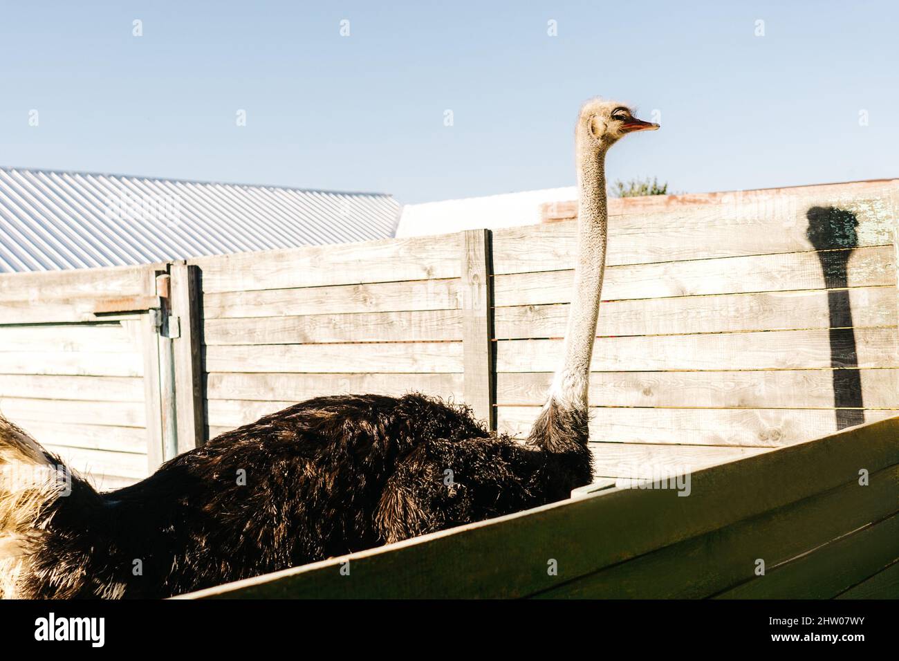 Ostrich bird on an ostrich farm outdoor. Sunny day Stock Photo - Alamy