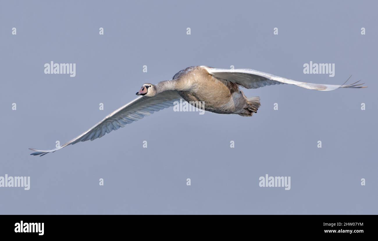 Large swan wings hi-res stock photography and images - Alamy