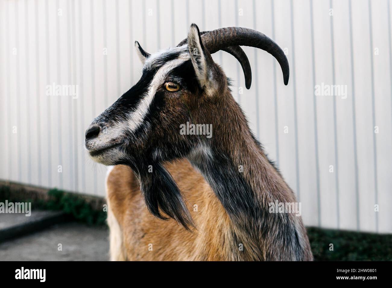 Cheerful goat looking camera hi-res stock photography and images - Alamy