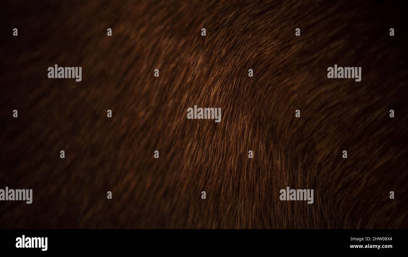 Animal hair of fur cow leather texture background. Abstract natural ...