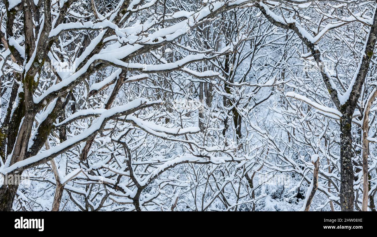 Trees covered with snow on frosty day at beautiful winter panorama ...