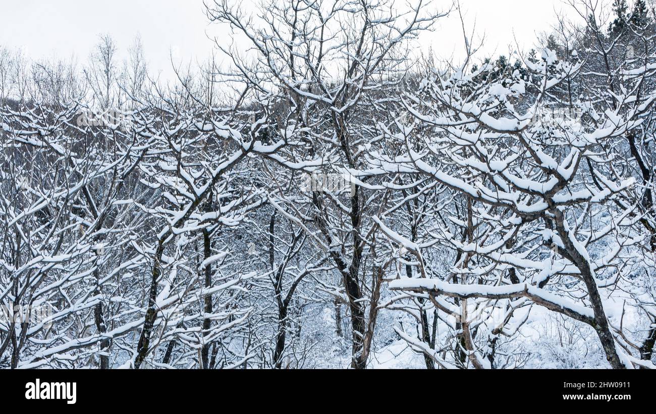 Trees covered with snow on frosty day at beautiful winter panorama ...