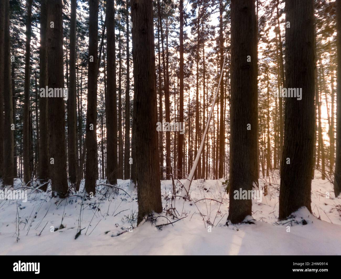 Pine trees covered with snow on frosty day at beautiful winter panorama ...