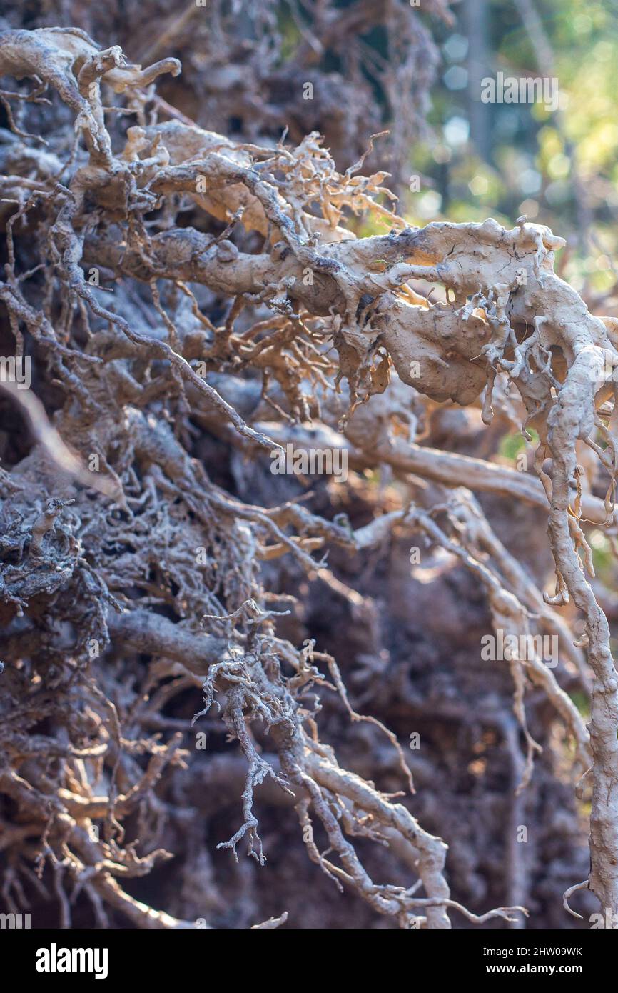 Tharandt, Germany. 01st Mar, 2022. Several roots on a root plate of an ...