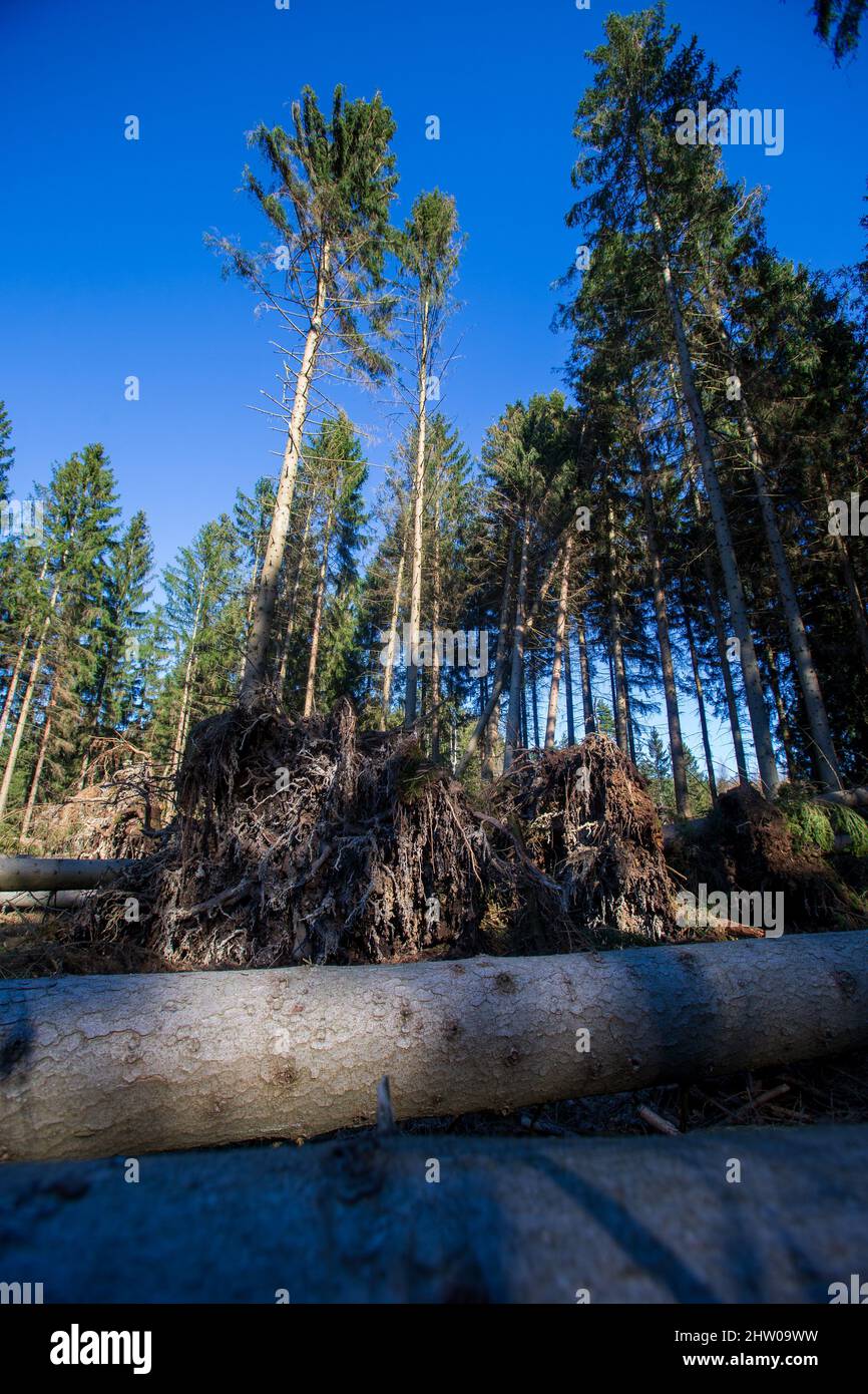 Tharandt, Germany. 01st Mar, 2022. Root plate from an uprooted tree in ...