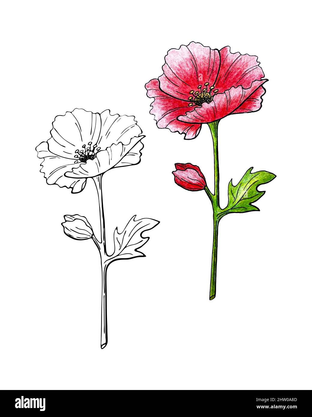 Poppy flower sketch outline and pencil drawing by hand, isolated, white ...