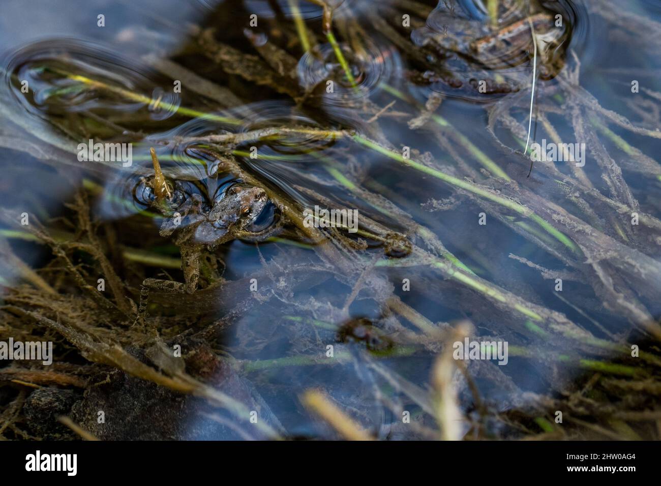 A tiny baby frog or froglet, Painted Frog, Discoglossus pictus, resting ...