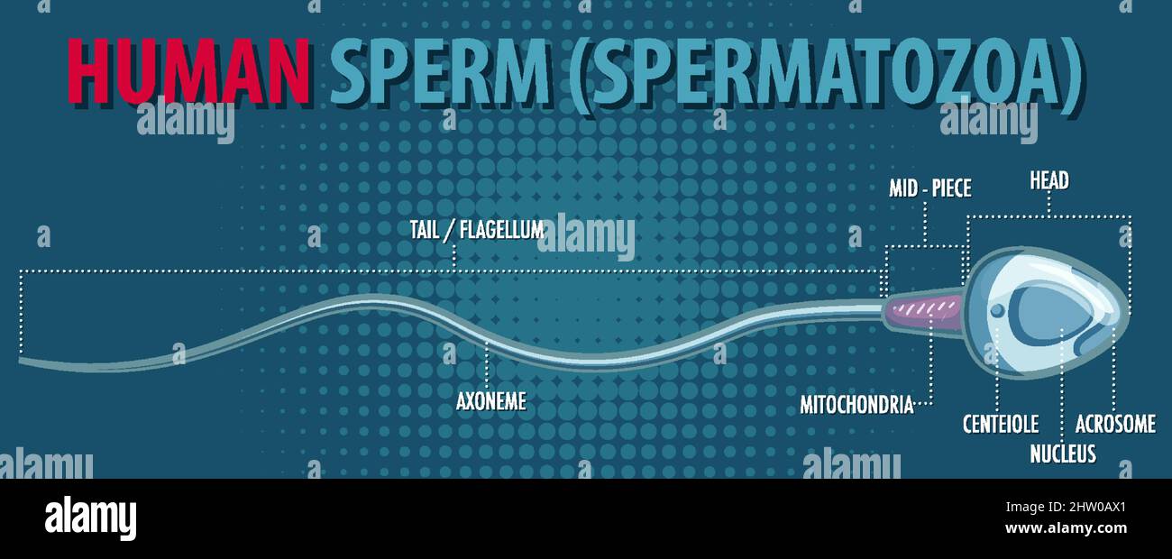 Structure of human sperm (spermatozoa) illustration Stock Vector Image ...