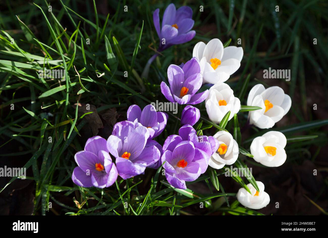 Purple and white Crocus naturalised in lawn Stock Photo - Alamy